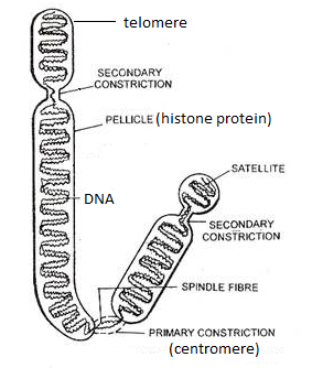 Chromosomes (Structure, types, functions and disorders) - Online ...