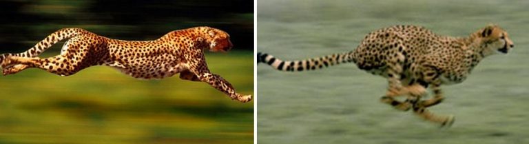 Adaptation in animals - Online Science Notes