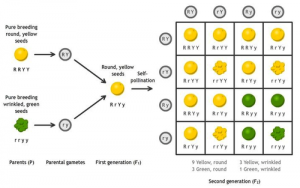 Mendel's laws of inheritance - Online Science Notes