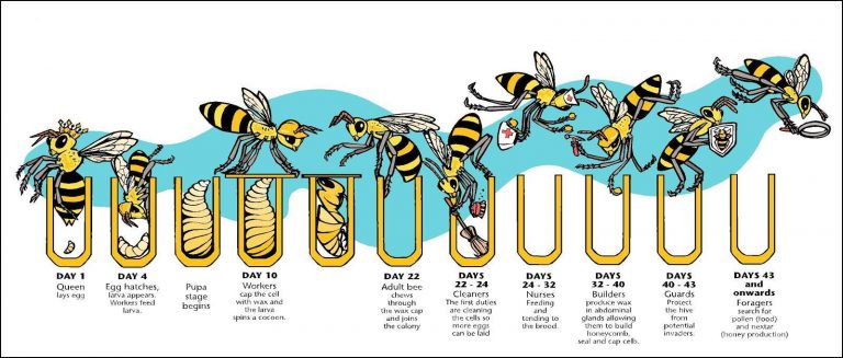 Structure and division of labor in honey bees - Online Science Notes