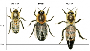 Structure and division of labor in honey bees - Online Science Notes