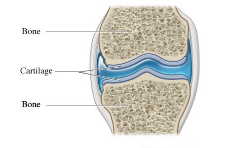 Structure And Functions Of Bones Online Science Notes Structure And Functions Of Bones Online Science Notes