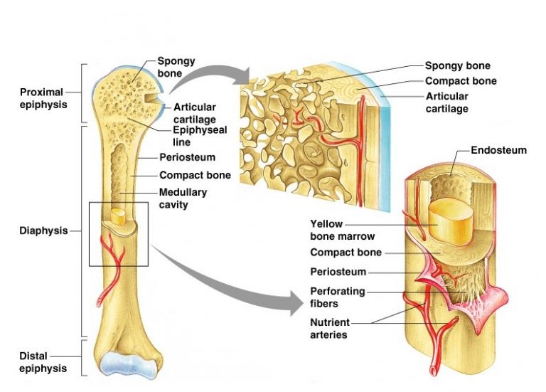 Structure and functions of bones - Online Science Notes