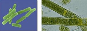 Classification of living organisms - Online Science Notes