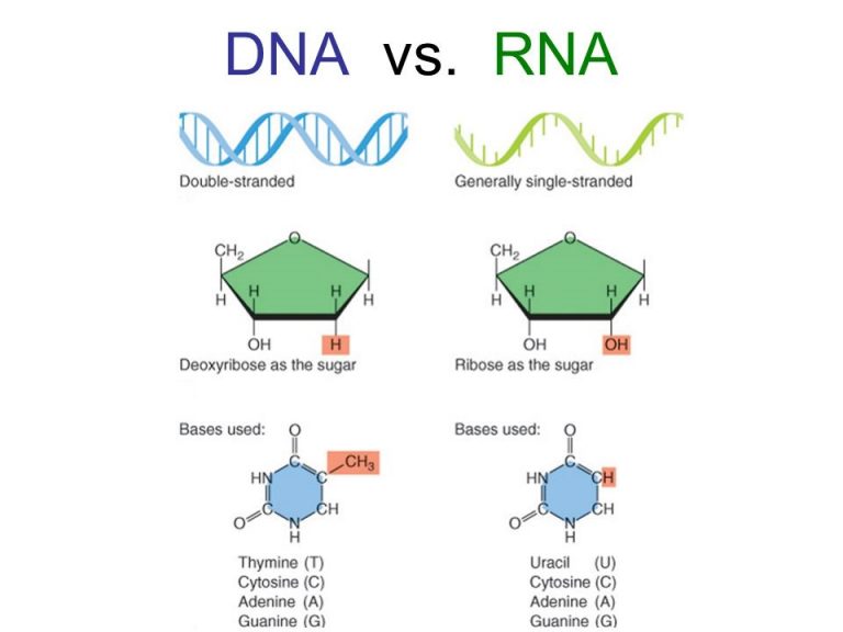 Differences between RNA and DNA - Online Science Notes