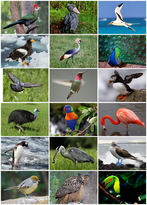 Characteristic features of class Aves (the birds) - Online Science Notes