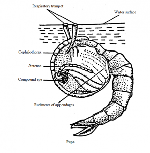 Differences between Anopheles and Culex - Online Science Notes