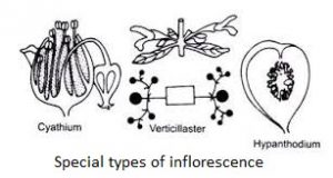 Types of inflorescence in plants - Online Science Notes