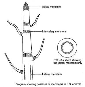 Different types of plant tissues - Online Science Notes