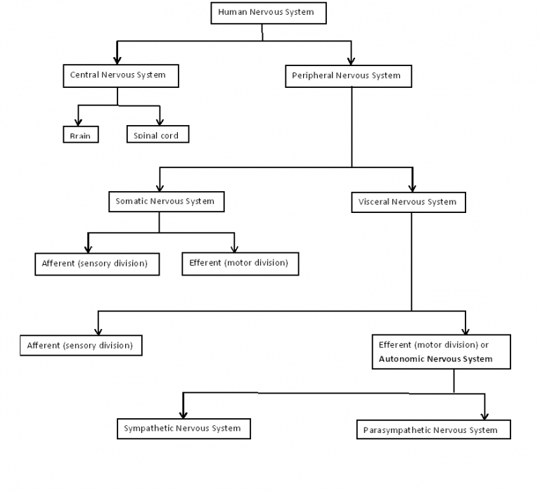 Organization of the nervous system - Online Science Notes