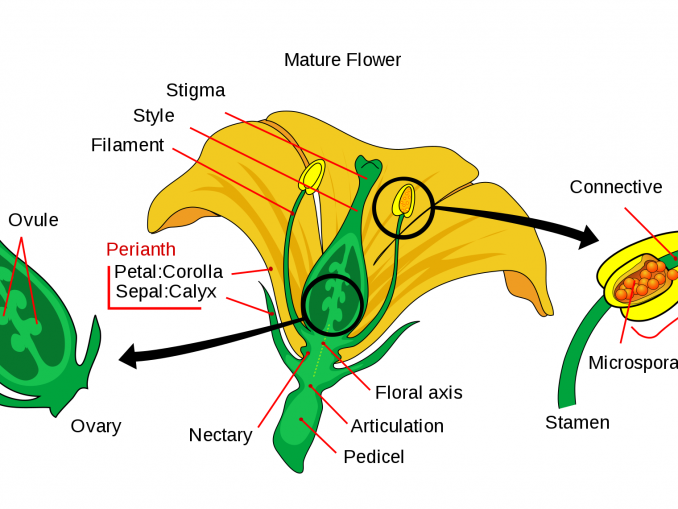 polygamous plant Archives - Online Science Notes