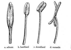 A typical flower and its parts - Online Science Notes