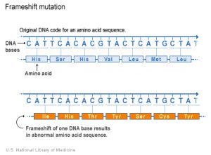 Mutation and its types - Online Science Notes