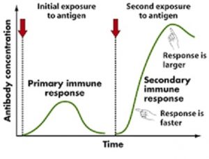 Differences between active and passive immunity - Online Science Notes