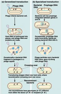 Bacterial transduction and its types - Online Science Notes