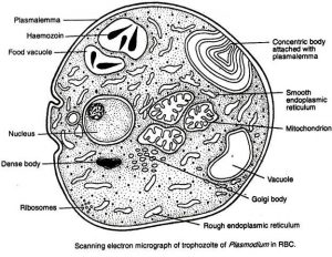 Plasmodium: Characteristic features and classification - Online Science ...