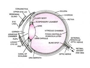 Structure of human eye - Online Science Notes
