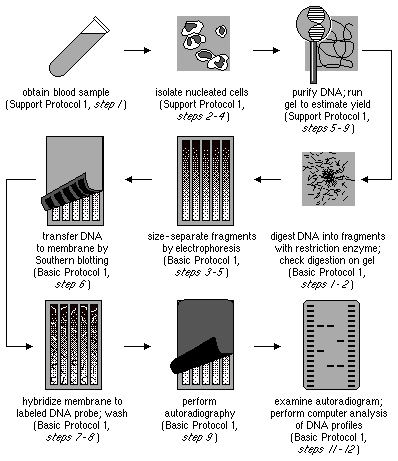 Restriction fragment length polymorphism (RFLP): Principle, Procedure and Applications - Online ...