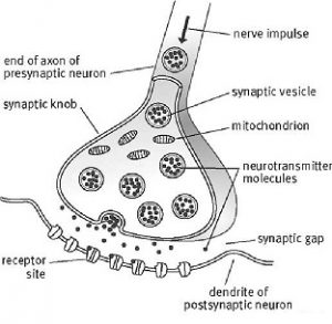 Transmission of Nerve Impulse at a Synapse - Online Science Notes