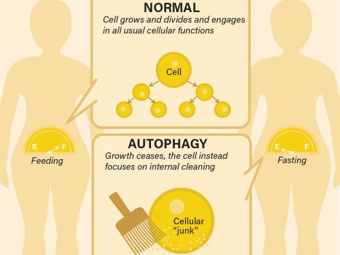 benefits of autophagy? Archives - Online Science Notes