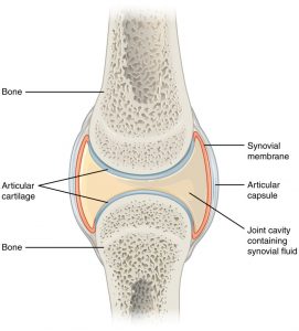 Differences between bone and cartilage - Online Science Notes