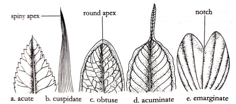 A typical plant leaf (Different parts and types) - Online Science Notes