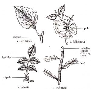 A typical plant leaf (Different parts and types) - Online Science Notes