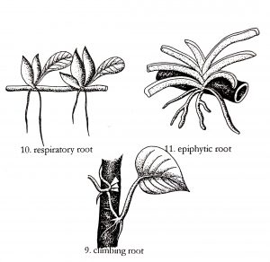Different types of roots and their modifications in plants - Online ...