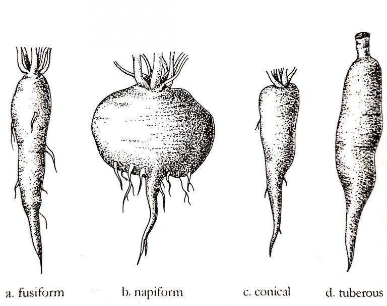 Different types of roots and their modifications in plants - Online ...