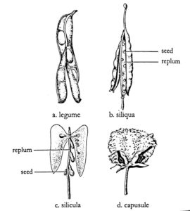 Fruits and their types in flowering plants - Online Science Notes