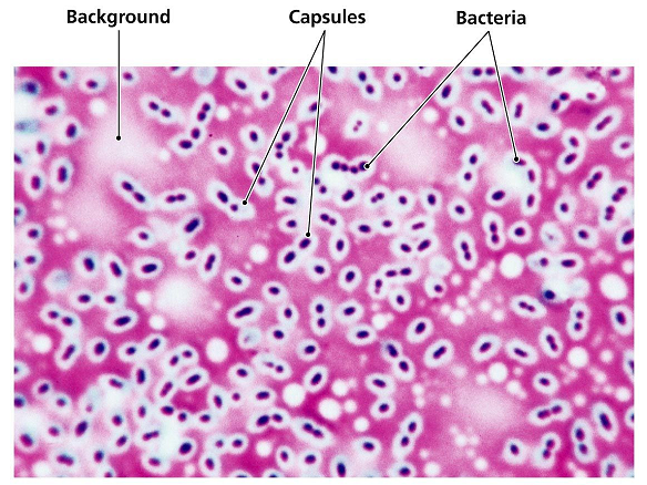 functions of capsule Archives - Online Science Notes