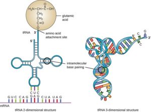 Structure and Functions of three major types of Ribonucleic Acid (RNA ...