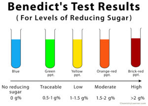 Benedict's Test: Principle, Requirements, Procedure and Result ...