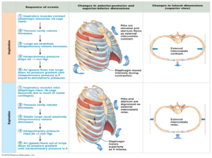 Mechanism of breathing and its neural regulation - Online Science Notes