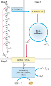 Beta oxidation of fatty acid - Online Science Notes