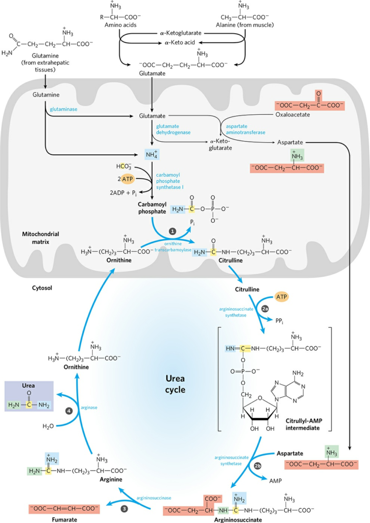 Nitrogen excretion through Urea cycle and associated disorders - Online ...