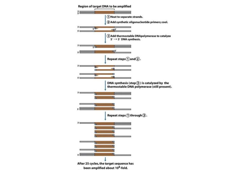 Polymerase chain reaction (PCR): Principle, Steps involved and ...