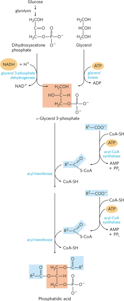 Biosynthesis, Regulation and Functions of Triacylglycerols (TAG ...