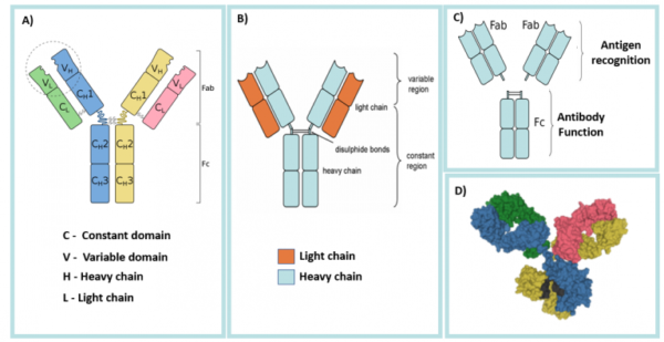 Antibody: Basic structure and Biological function - Online Science Notes