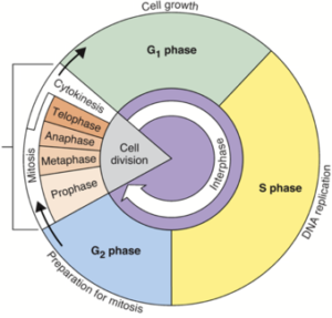 Cell cycle, its different phases and duration - Online Science Notes