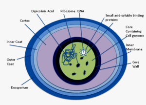 Bacterial endospore: Structure, Stages of Sporulation and Germination ...