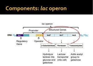 Regulation of gene expression of Lac Operon in E. coli - Online Science ...