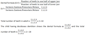 Human teeth: Types, Dental formula, Structure, Composition and ...
