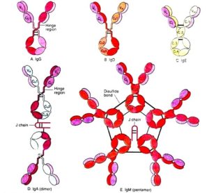 Five major classes of Antibodies and their Biological Activities ...