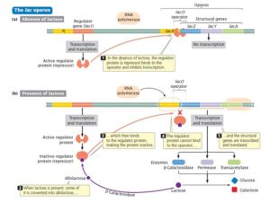 Regulation of gene expression of Lac Operon in E. coli - Online Science ...