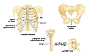 Structure and Types of Joints in the Human Body - Online Science Notes