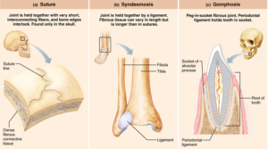 Structure and Types of Joints in the Human Body - Online Science Notes