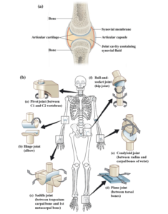 Structure and Types of Joints in the Human Body - Online Science Notes