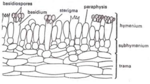Structure and Life cycle of a Mushroom - Online Science Notes