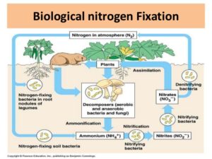 Nitrogen fixation, its types and mechanism - Online Science Notes